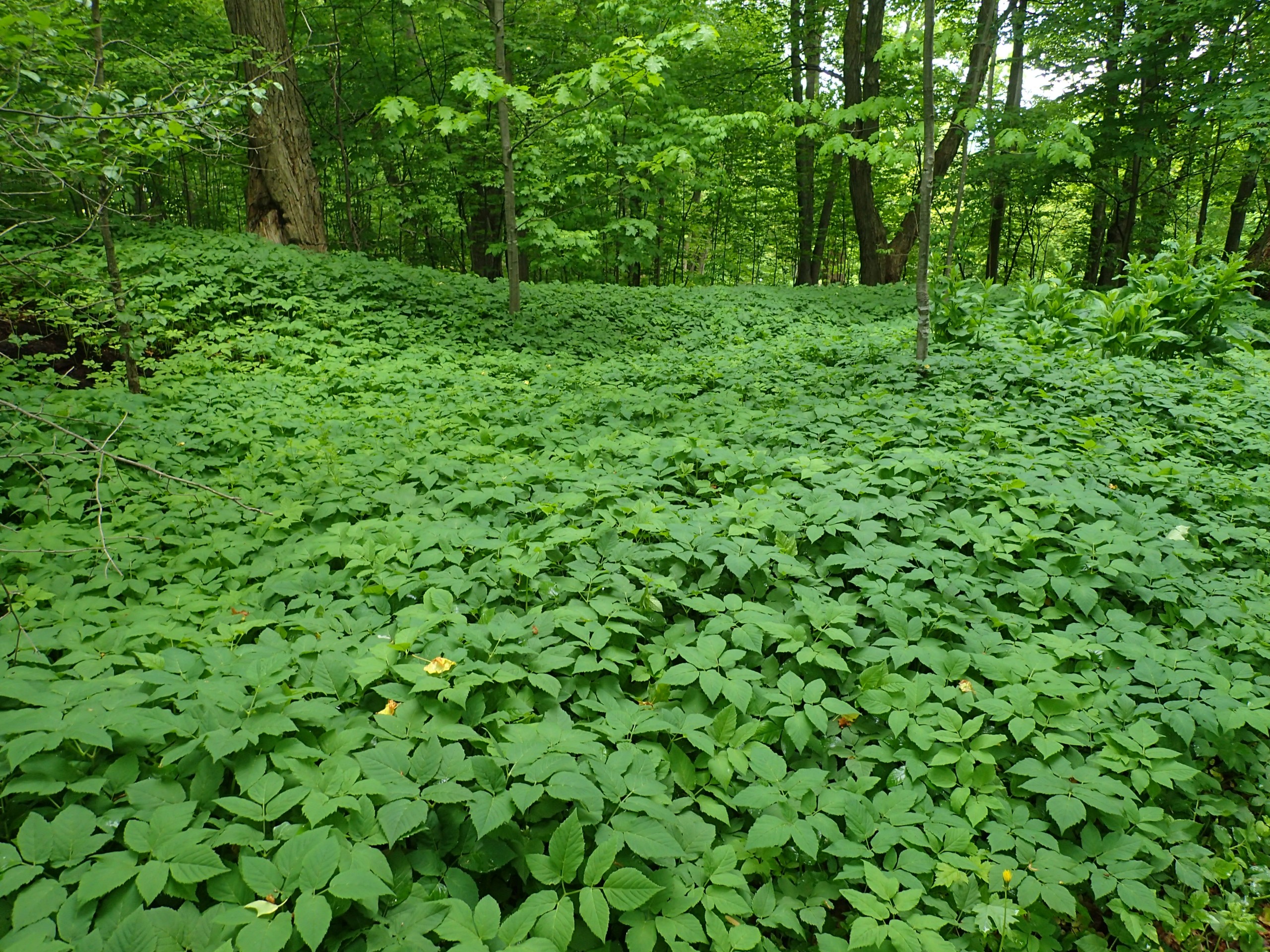 Sale of Invasive Exotic Plants Soon to Be Banned in Quebec - Laidback ...