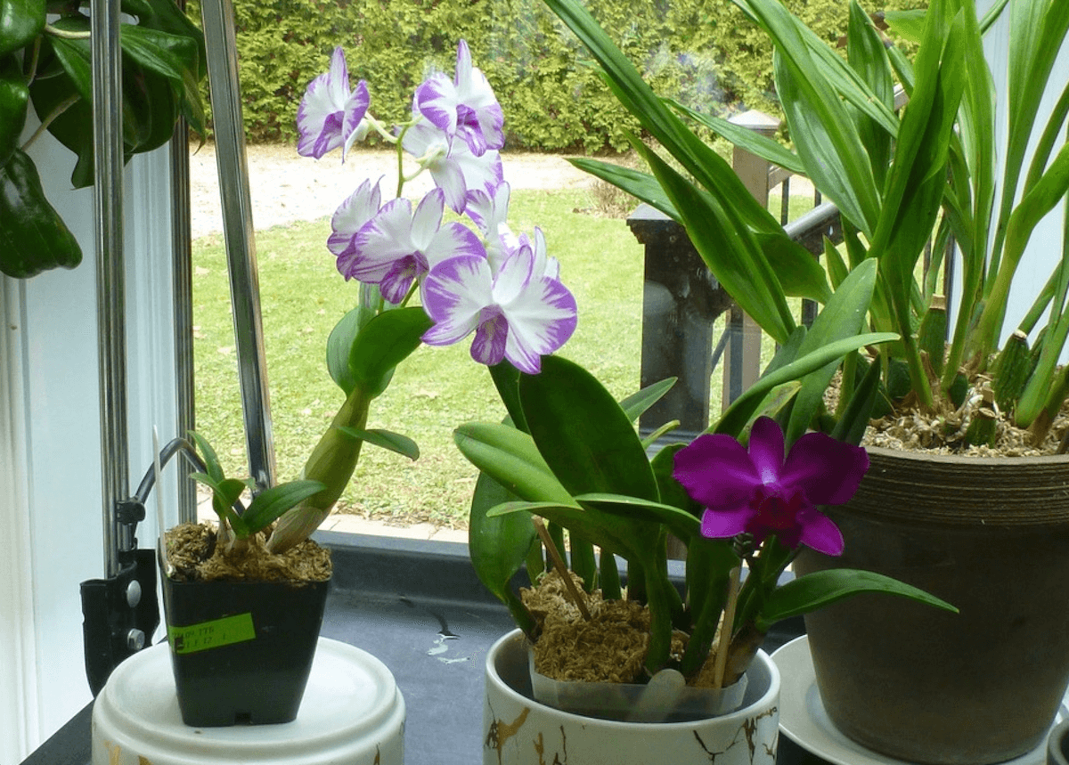 Artificial Lighting for Orchids: Part Four - Take Advantage of ...