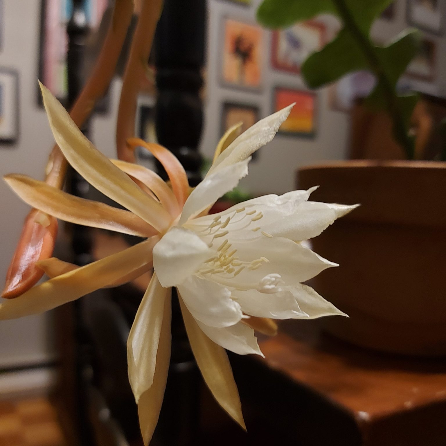 Christmas Cactus, Easter Cactus or Orchid Cactus? - Laidback Gardener