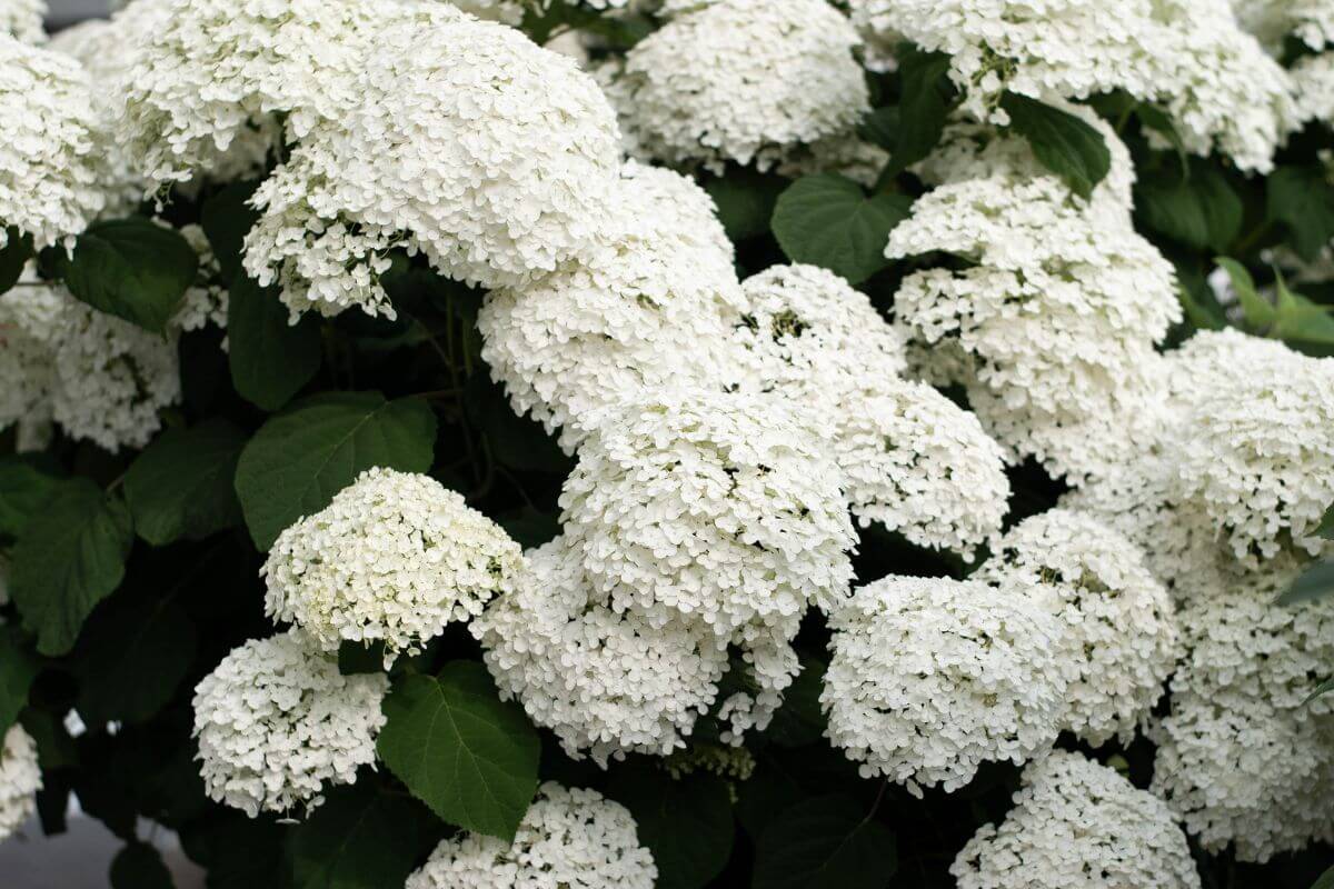 Answers to Your Questions: Heather That Needs Pruning and Hydrangeas ...