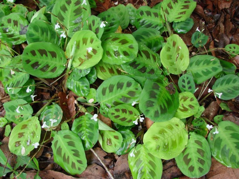 Marantas. Oh dear! - Laidback Gardener