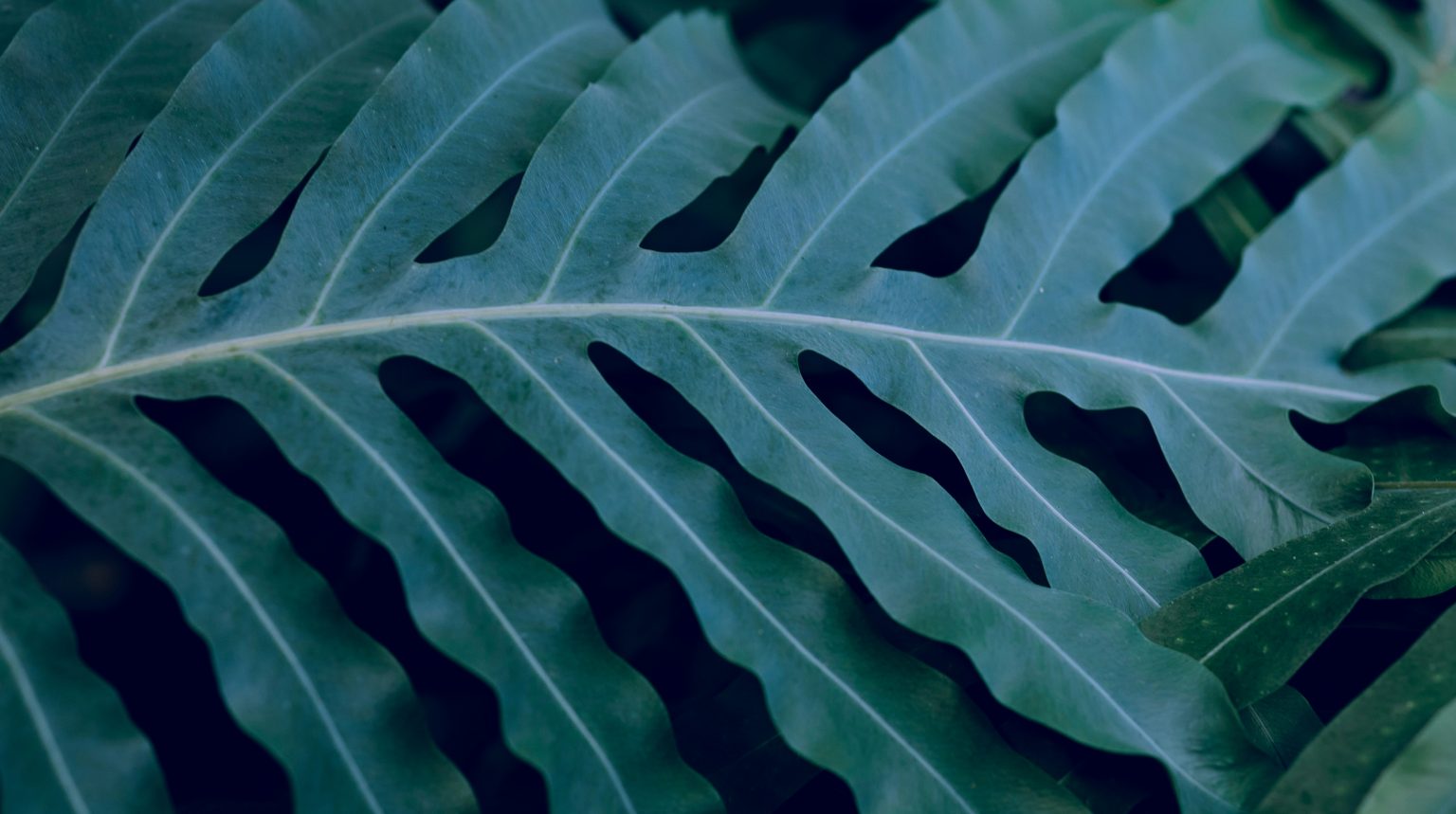 Five Stars for the Blue Star Fern - Laidback Gardener