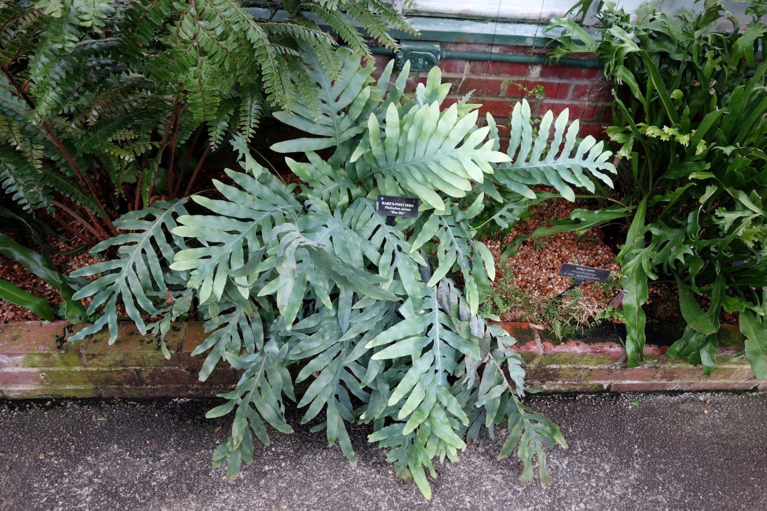Five Stars for the Blue Star Fern - Laidback Gardener