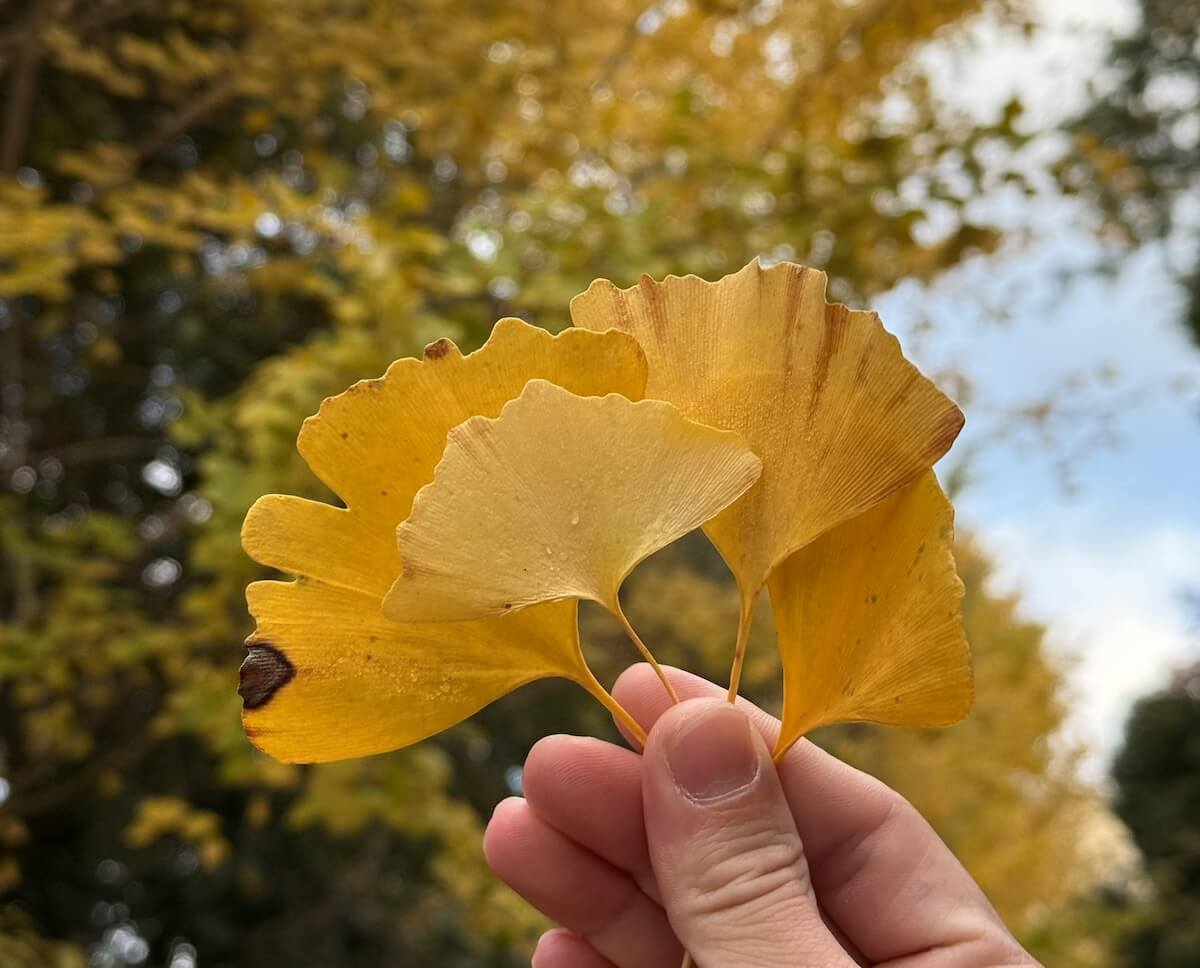 The Curious Story of the Ginkgo Tree - Laidback Gardener