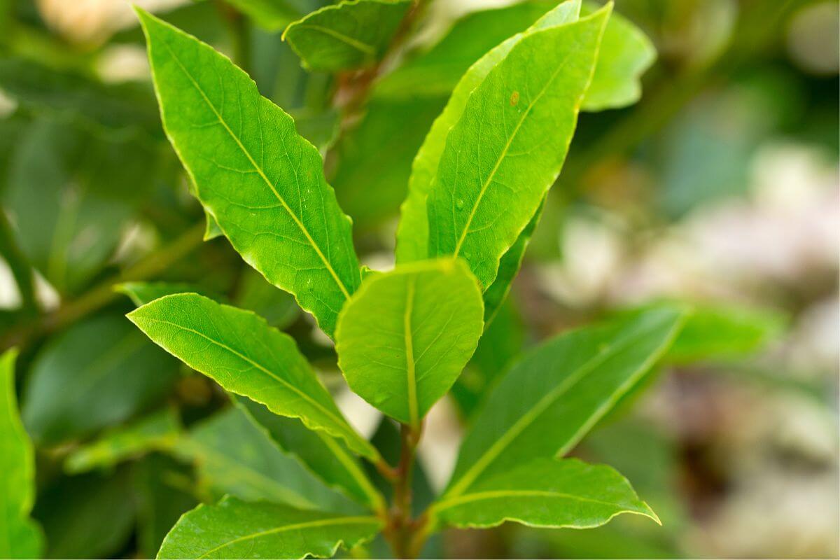 Answers to Your Questions: When to Prune a Bay Laurel? - Laidback Gardener