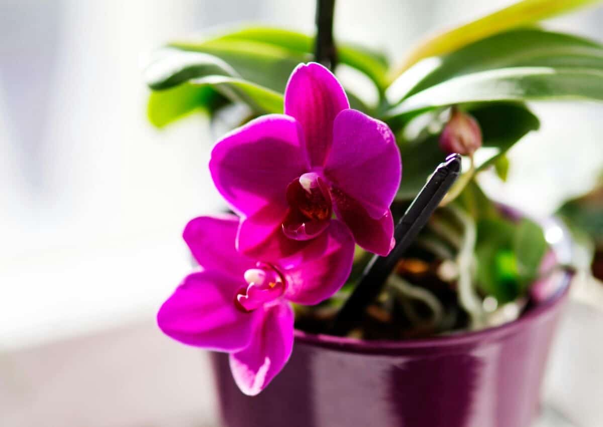 The Roots of Success with Orchids Part 1: The Variable Geometry Velamen ...