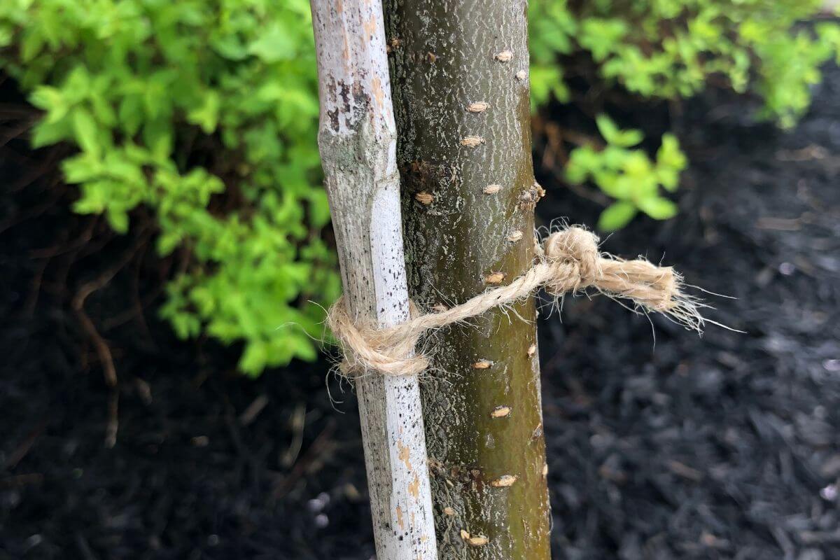 Free Your Trees From Their Restraints! - Laidback Gardener